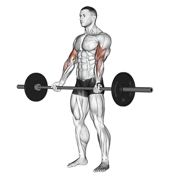 Barbell Curl vs Dumbbell Deadlift: Which Is Better? – Fitness Volt