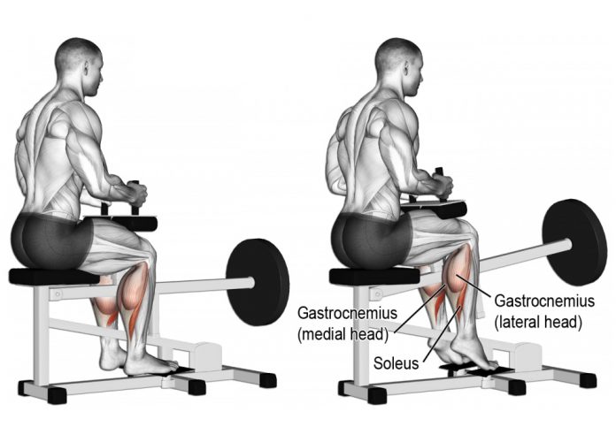 Seated Vs. Standing Calf Raise – Which One Should You Do? – Fitness Volt