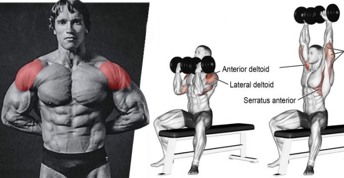 Arnold Press: Target Deltoids, Traps, Triceps & Serratus
