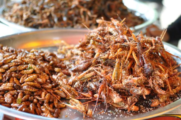 The Future of High Protein? Bugs and Insects – Fitness Volt