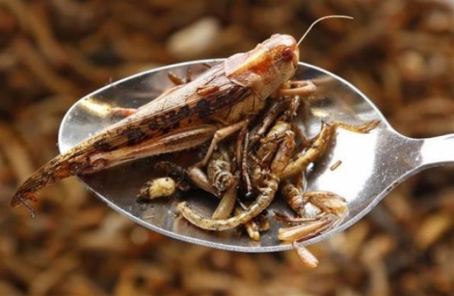 The Future of High Protein? Bugs and Insects – Fitness Volt