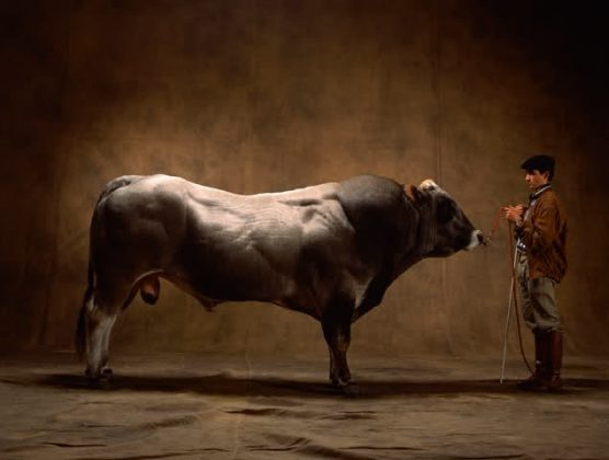 WATCH: Mutant Bull Show Exactly What's Wrong With The Meat Industry ...
