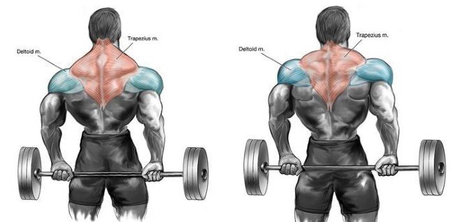 Bigger Traps: Front Barbell Shrugs vs. Behind-the-Back Shrugs – Fitness ...