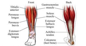 Leg Training 101: The Complete Legs Workout – Fitness Volt