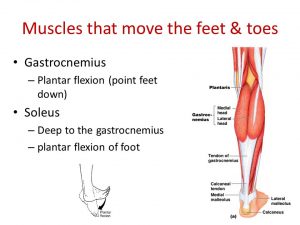 Muscle Talk: Calf Muscles – Fitness Volt
