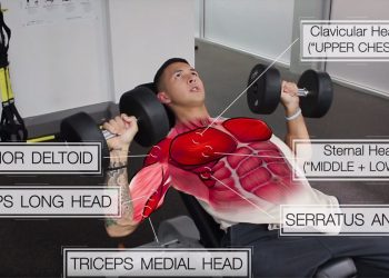 Chest Fix: The 4 Reasons Your Chest Won’t Grow – Fitness Volt