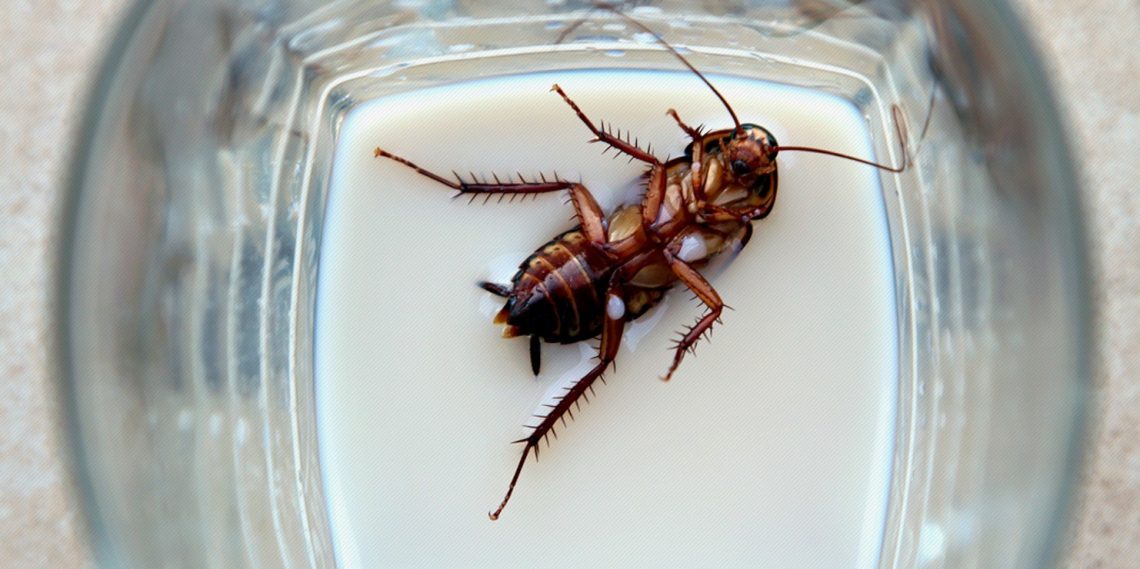 Superfood: Scientists Think Cockroach Milk Could Be The Super Protein ...