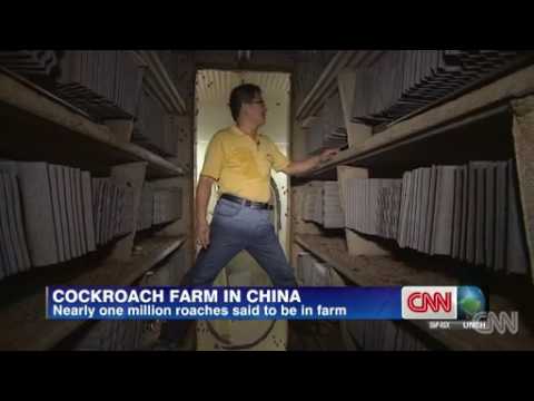 Superfood: Scientists Think Cockroach Milk Could Be The Super Protein ...