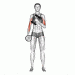 Crossbody Hammer Curl: Strengthen Your Biceps and Forearms – Fitness Volt