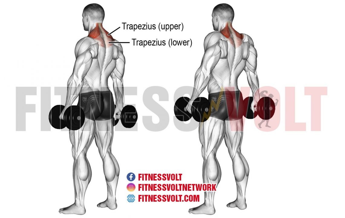 How To Do The Dumbbell Shrug (Traps) – Fitness Volt