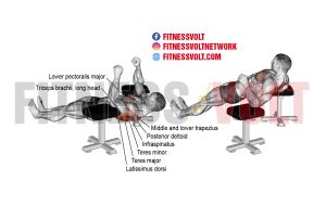 Elbow Lift (Back) – Fitness Volt