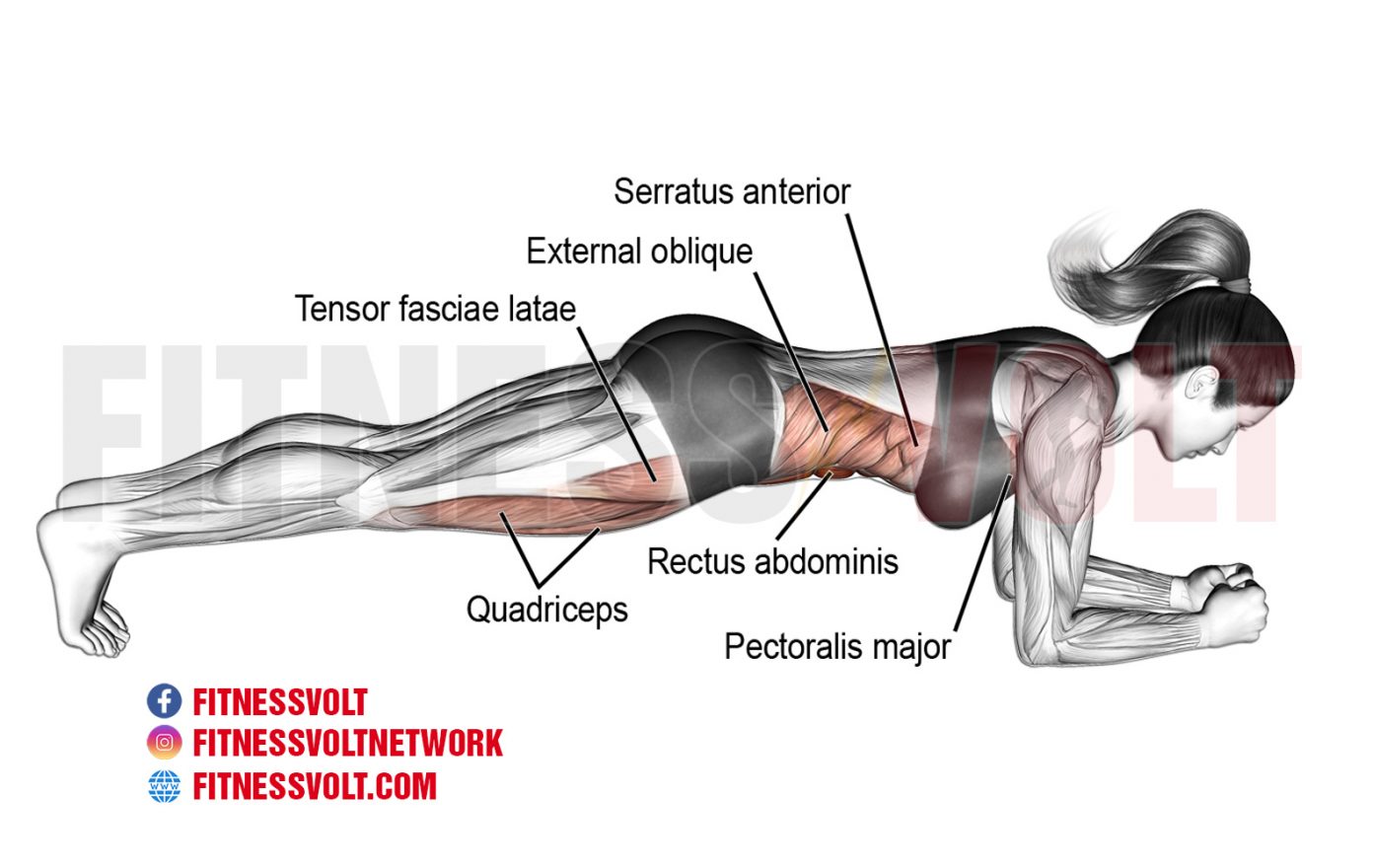 How to Sculpt an Adonis Belt – Fitness Volt