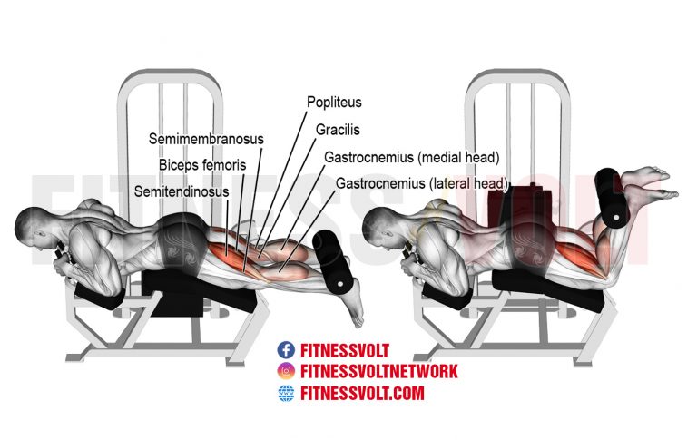 Lying Leg Curl (Hamstrings) – Fitness Volt