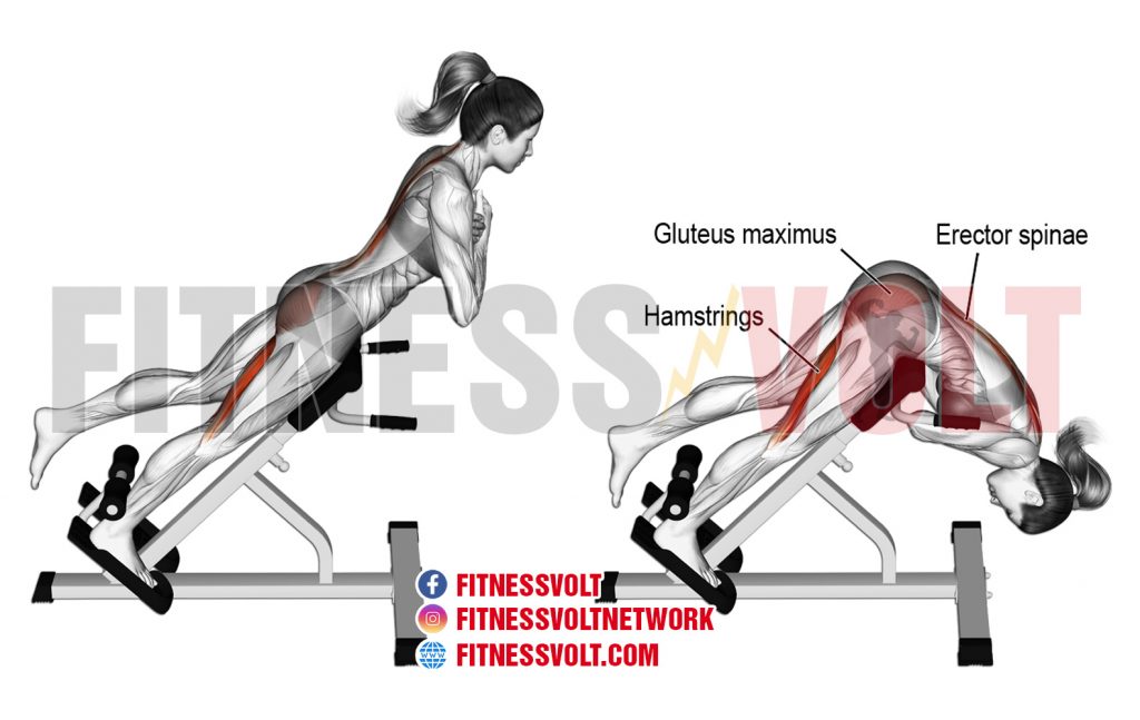 One-leg Hyperextension (Hamstrings, Glutes, Erector Spinae) – Fitness Volt