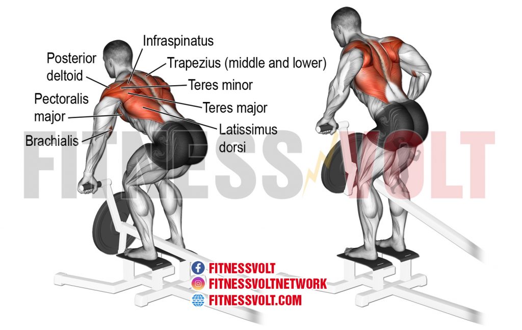 T-Bar Row (Back) – Fitness Volt