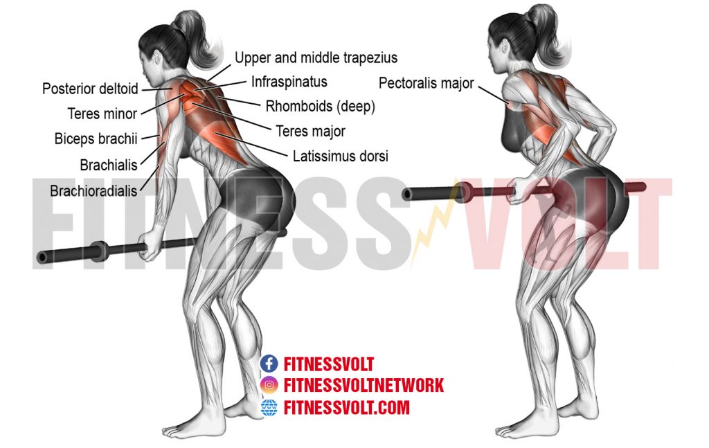 Underhand Yates Row (Back) | Exercise Guides and Videos – Fitness Volt