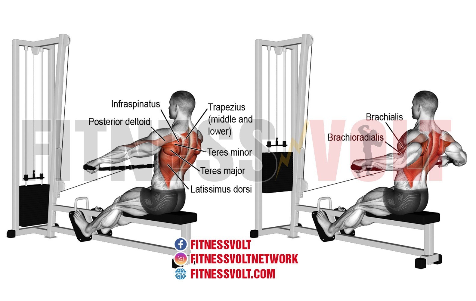 Wide Grip Cable Row Exercise Guide And Videos Fitness Volt Wide Grip Cable Row Exercise Guide And Videos Fitness Volt