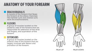 Biggest Forearms in the World and How To Build Jacked Lower Arms