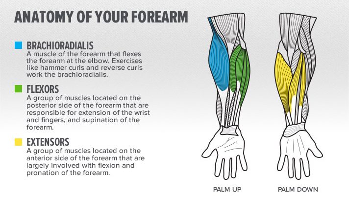 Best Forearm Exercises - 10 Exercises for Building Mass – Fitness Volt