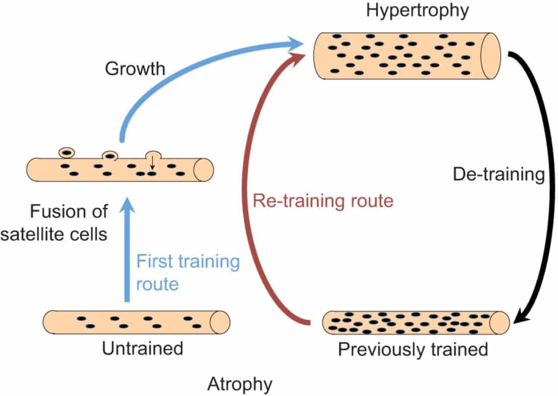 What Is Muscle Hypertrophy And Why It’s Important For You To Know ...