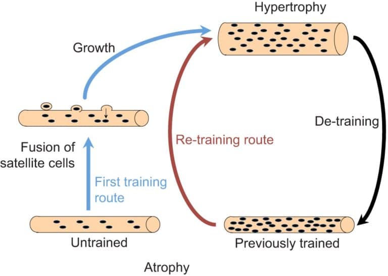 What Is Muscle Hypertrophy And Why It’s Important For You To Know ...
