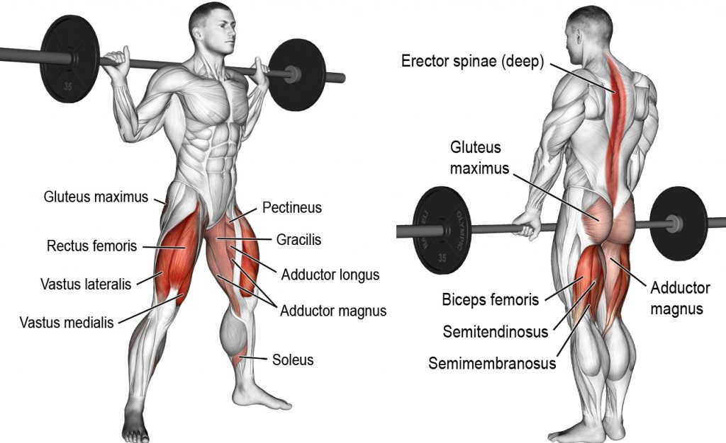 Squat Vs Deadlift Comparison Which One Is King Fitness Volt