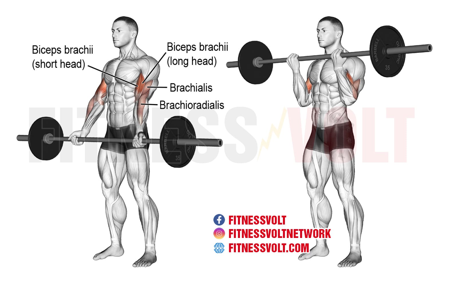 Barbell Curl How To Benefits Muscles Worked And Variations