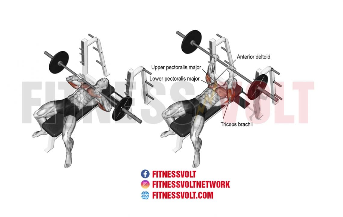 The 8 Best Compound Triceps Exercises for Size and Strength – Fitness Volt