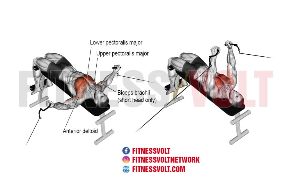 How To Do Decline Cable Fly (Chest) – Fitness Volt