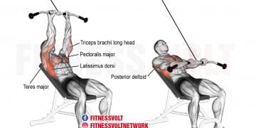 Back Archives – Fitness Volt