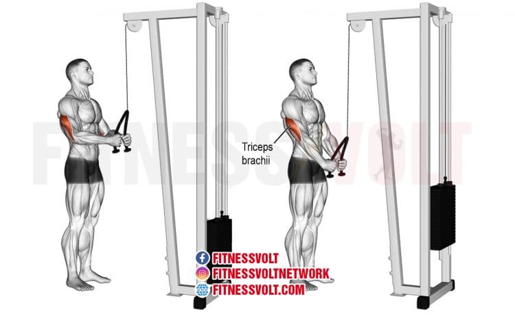 How To Do Tricep Rope Pushdown Triceps Fitness Volt