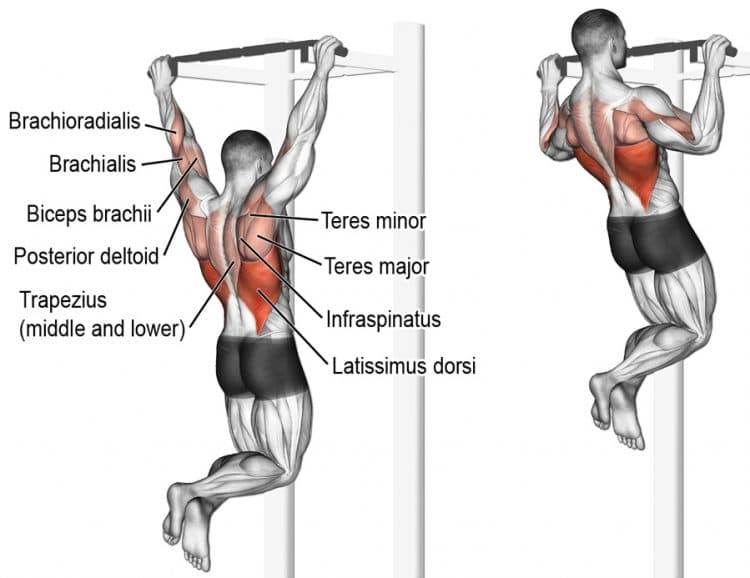 13 Best Bodyweight Back Exercises For A Yoked Posterior Chain – Fitness ...
