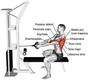 12 Best Bent Over Row Alternatives for A Bigger, More Muscular Back – Fitness Volt