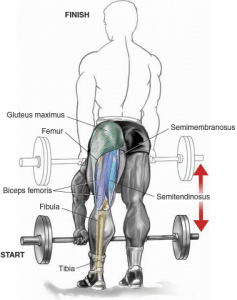 How To Do Stiff-Leg Deadlift – Muscles Worked, Tips and Alternatives ...