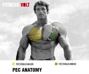 13 Unique Bench Press Variations for Massive Pecs – Fitness Volt