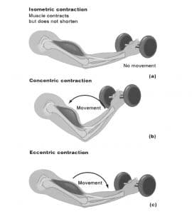 Eccentric Vs. Concentric Training – Fitness Volt