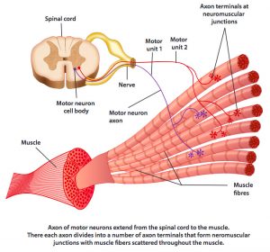 Build Strength by Greasing The Groove – Fitness Volt