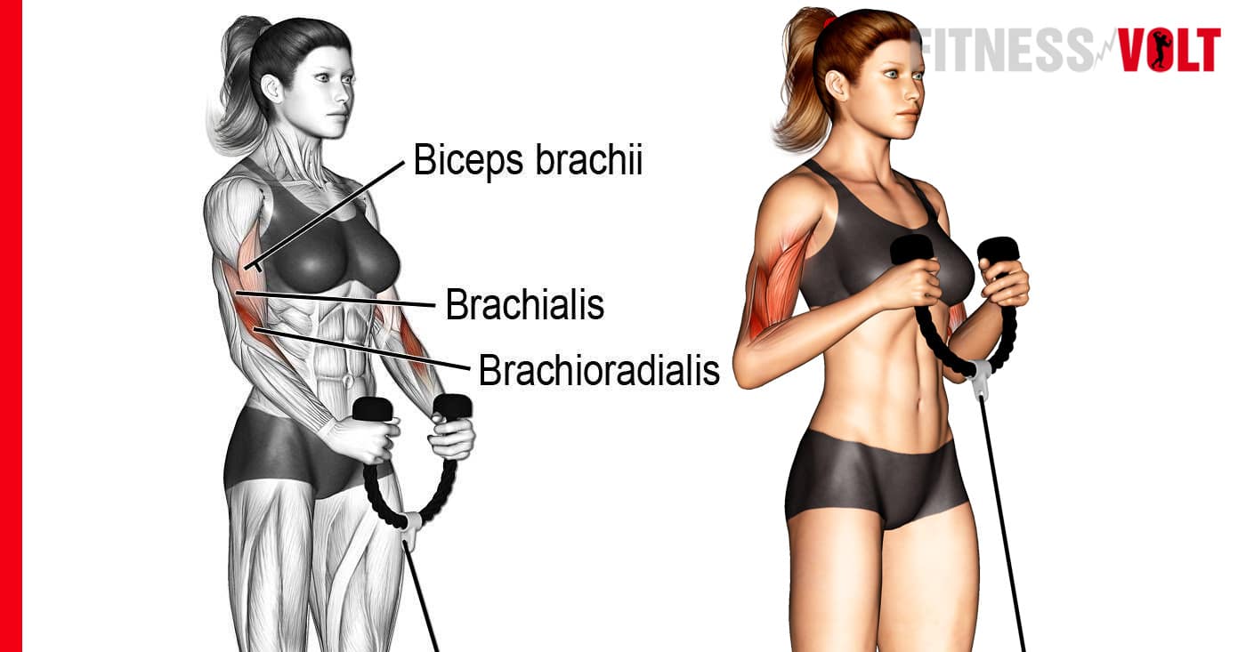 Cable Hammer Curl Exercise How To Variations And Video Guide Cable Hammer Curl Exercise How To Variations And Video Guide