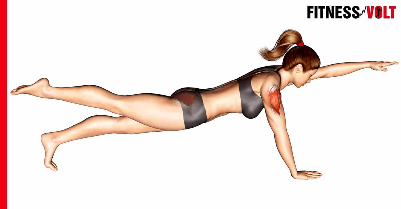 Bird Dog Exercise Muscles Targeted How To And Variations Fitness Volt