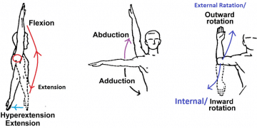 A Head by Head Guide to Deltoid Training – Fitness Volt