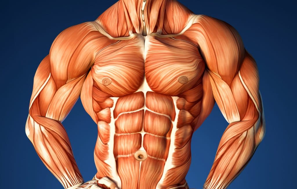 Mason Twist – Muscles Worked, How-To, Benefits, and Alternatives ...