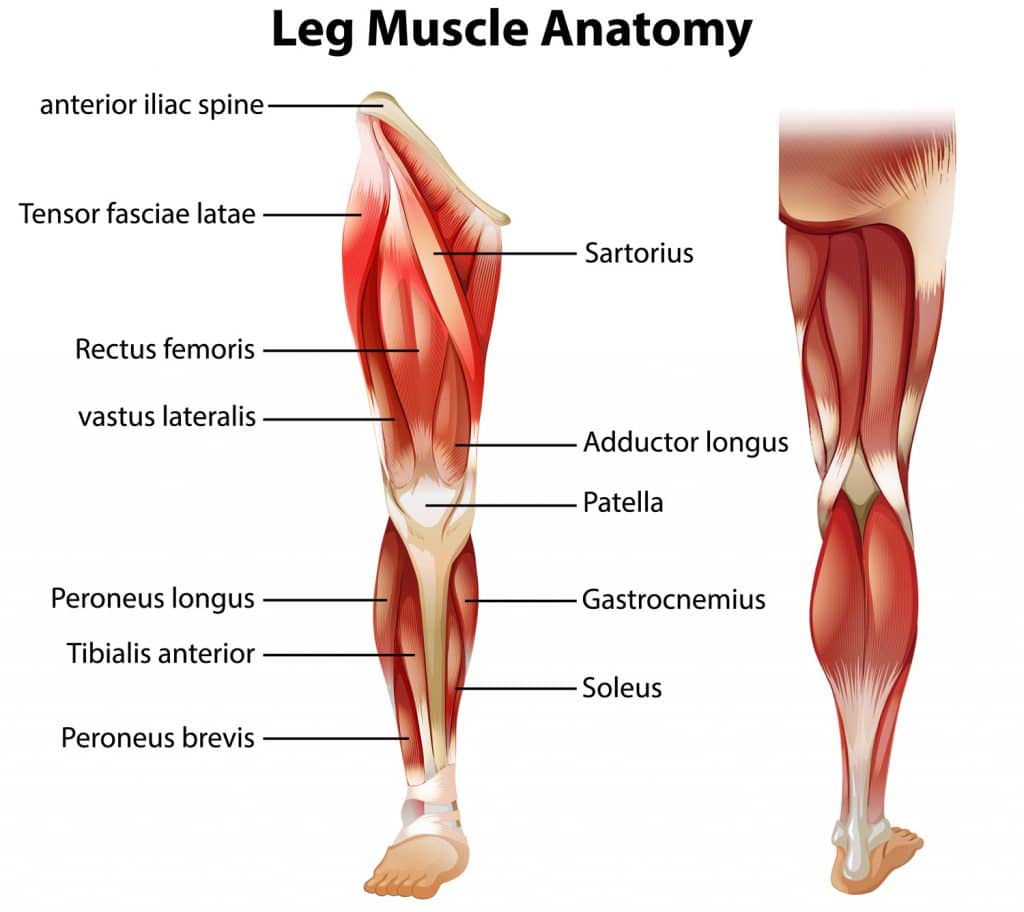 Deep Knee Bends Muscles Worked How To Benefits And Alternatives
