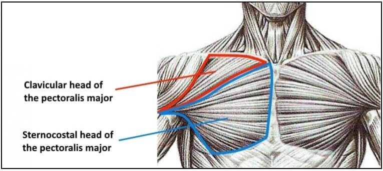 The 11 Best Chest Stretches for More Flexible Pecs and Healthier ...