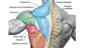Australian Pull-Ups Guide: Muscles Worked, How-To, Variations, and Tips ...