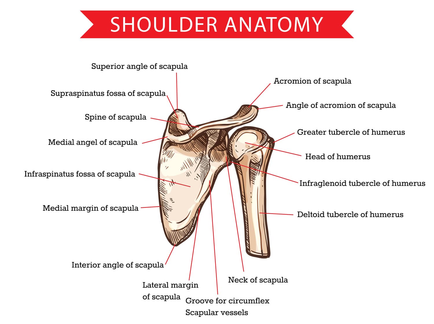 Preventing Common Shoulder Injuries in Bodybuilding – Fitness Volt