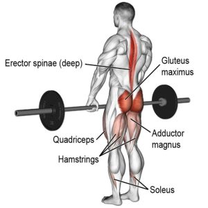 10 Best Lower Back Exercises + Workout – Fitness Volt