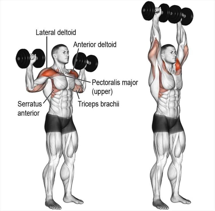 Arnold Press Vs Dumbbell Shoulder Press Which One Should You Do