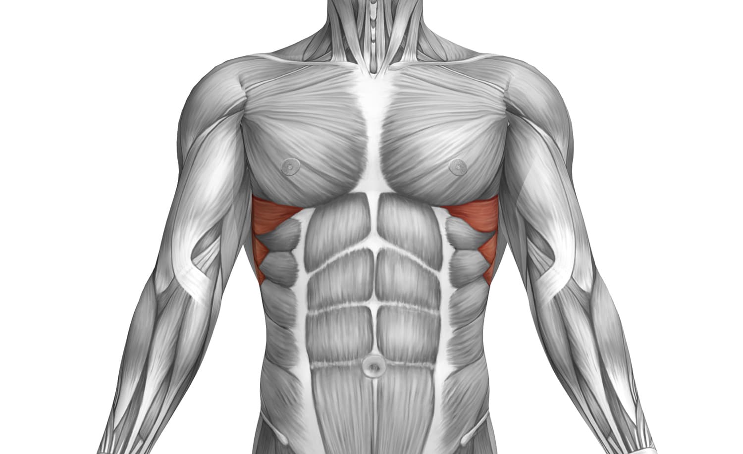 Serratus Anterior Exercises for Bodybuilders – Fitness Volt