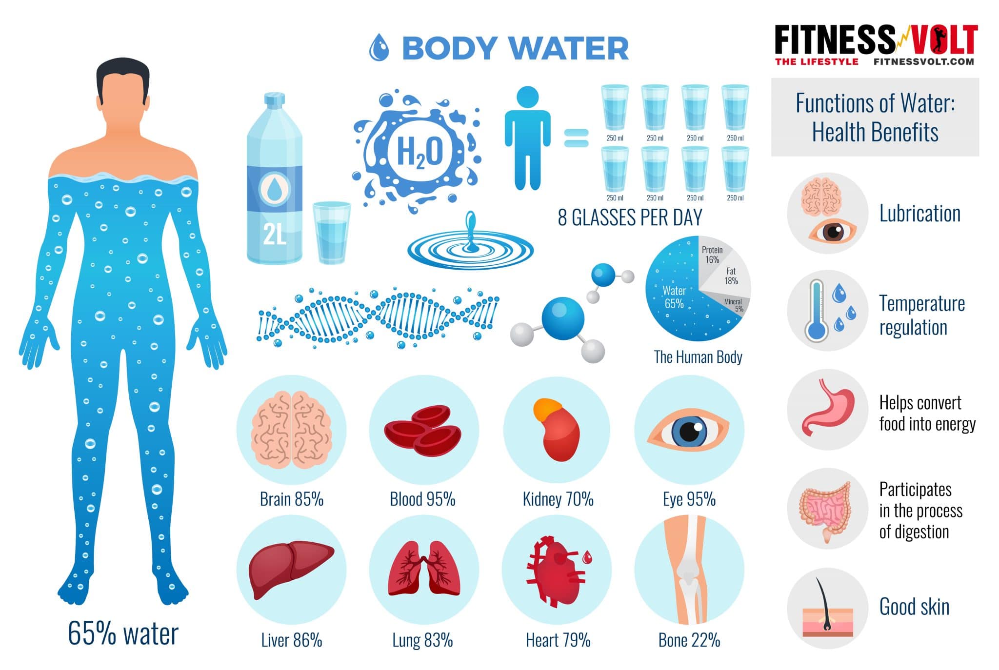 Total Body Water (TBW) Calculator – Fitness Volt