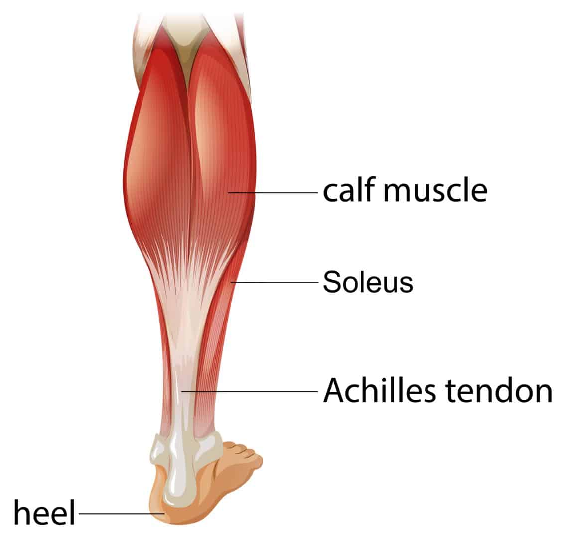 Calf Training 8 Best Soleus Exercises And Stretches Fitness Volt